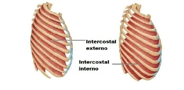 Músculos Intercostales (Guía Anatómica) - Recursos de Fisioterapia