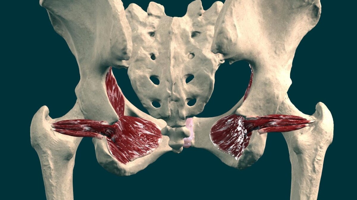 Músculo Obturador Interno (Guía Anatómica) - Recursos de Fisioterapia