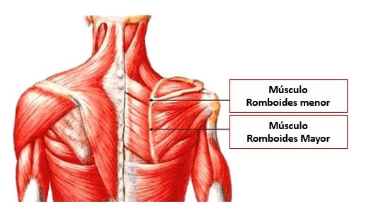 Músculo Romboides Mayor (Guía Anatómica) - Recursos de Fisioterapia