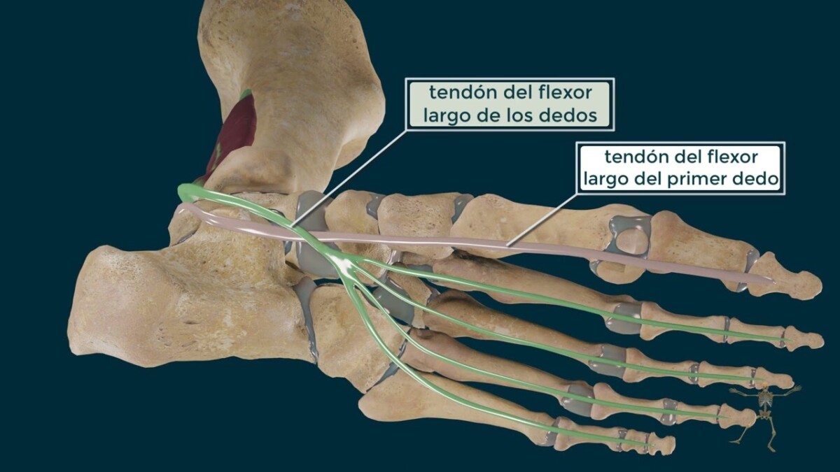 Músculo Flexor Largo del Dedo Gordo (Guía Anatómica) - Recursos de ...