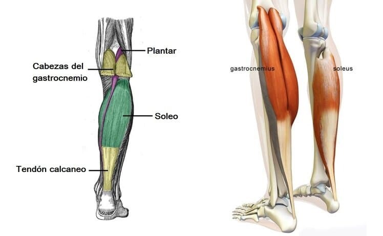 Músculo Plantar (Guía Anatómica) - Recursos de Fisioterapia