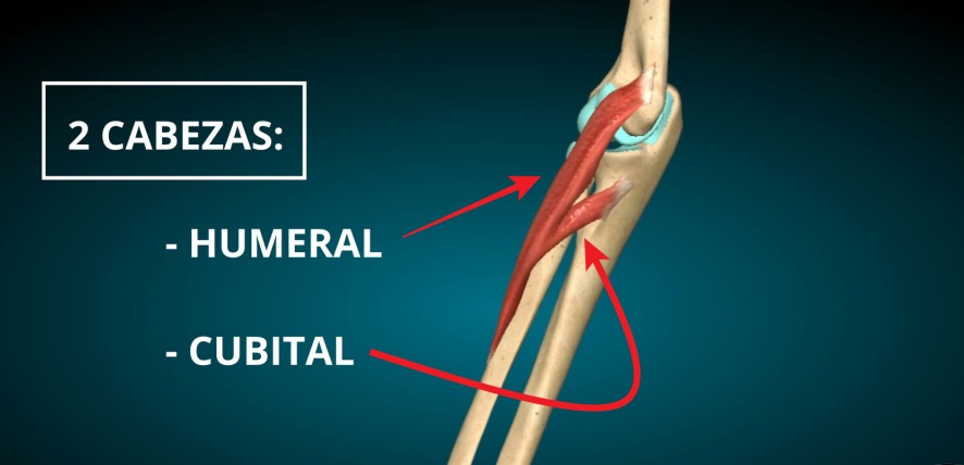 Músculo Pronador Redondo (Guía Anatómica) - Recursos de Fisioterapia
