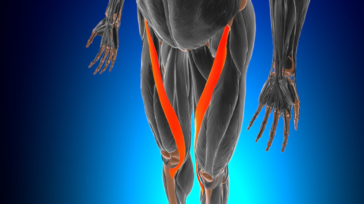 Músculo Sartorio (Guía Anatómica) - Recursos de Fisioterapia