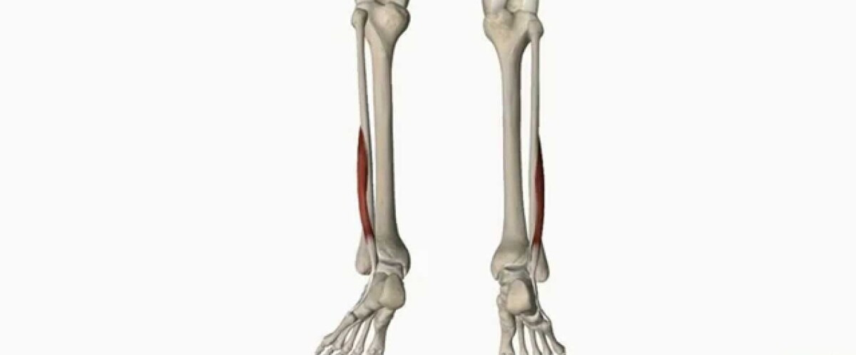 Músculo Peroneo Corto (Guía Anatómica) - Recursos de Fisioterapia